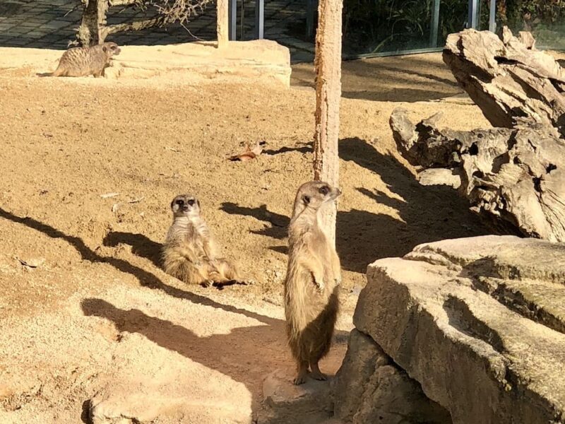 Das sind die 15 schönsten Zoos und Tierparks in Deutschland