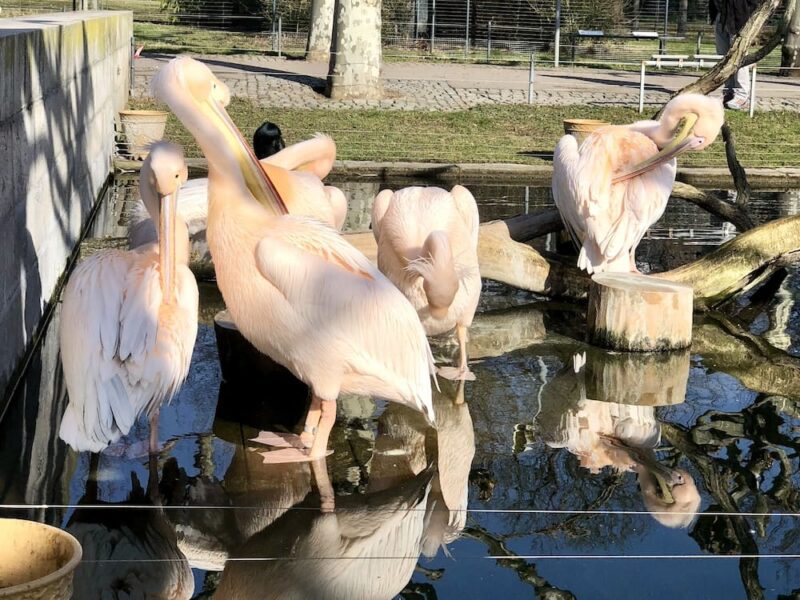 Das sind die 15 schönsten Zoos und Tierparks in Deutschland